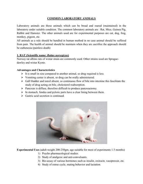 Correct handling of laboratory Rats ppt.pptx