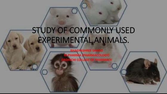 Common laboratory animals | PPTX | Biological Sciences | Science