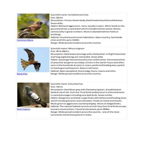 Common myna birds | DOCX