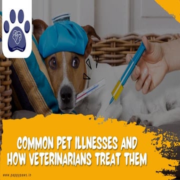 Common Pet Illnesses and How Veterinarians Treat Them-1 (1).pdf