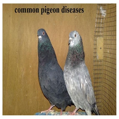 Common pigeon diseases | PDF