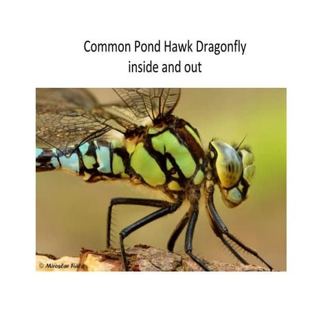 Common pond hawk dragonfly presentation slide | PPT