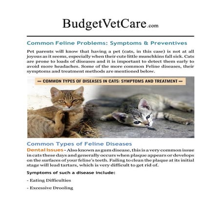 Common Feline Diseases: Symptoms & Preventives | PDF