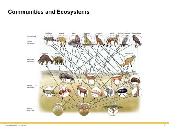 Species interactions | PPTX