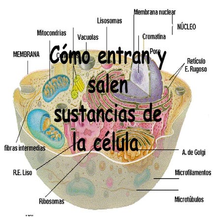 Como Entran Y Salen Sustancias De La Celula | PPT