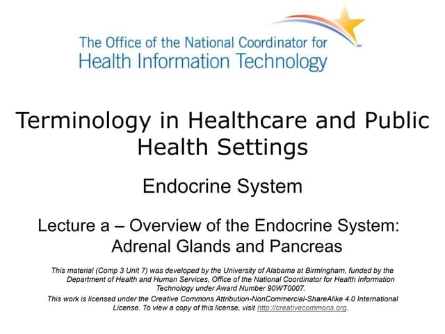 Endocrine System Lecture A Slides Pptx Digestive Disorders