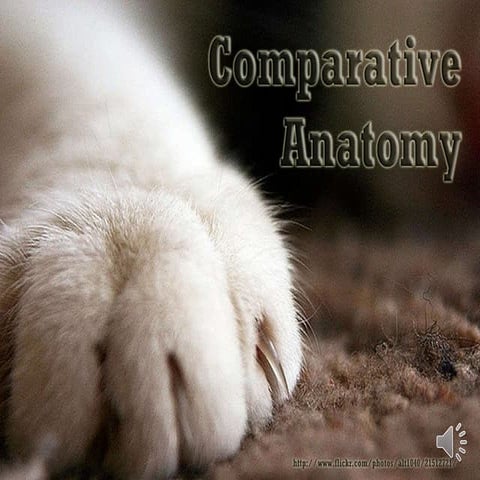 Comparative anatomy new version | PPT
