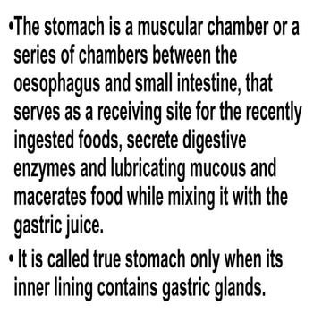 Anatomy of the Ruminant Stomach | PPTX