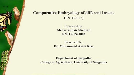 Embryological development in insect | PPTX | Infertility | Reproductive ...