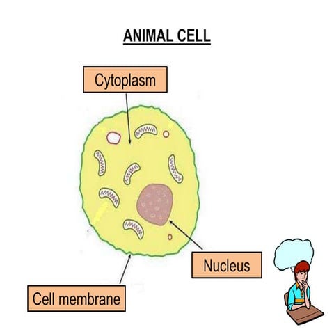 Comparing plant and animal cells | PPTX