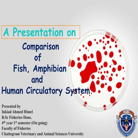 Comparison among fish, amphibian and human circulatory system.pptx
