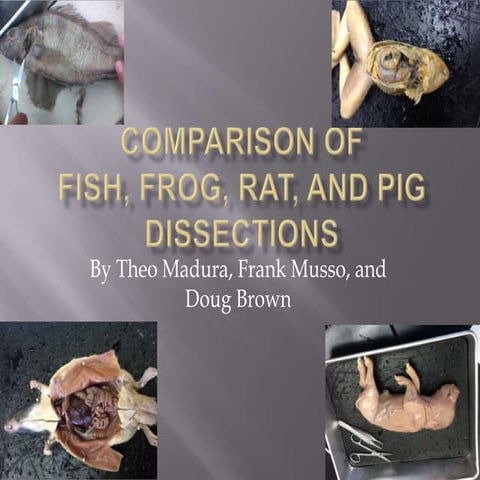 Comparison of fish, frog, rat, and pig dissections | PPTX