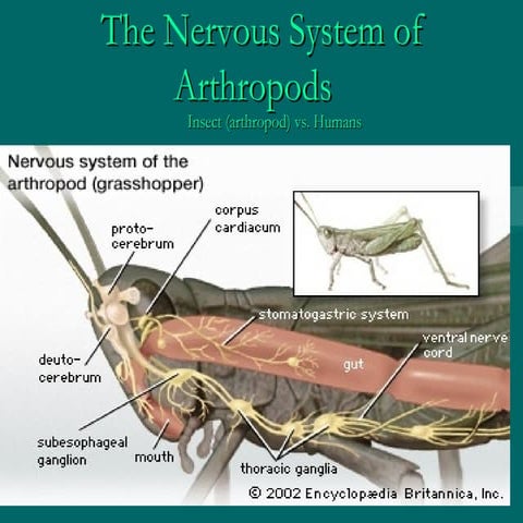 Comparison+Of+The+Nervous+System | PPT