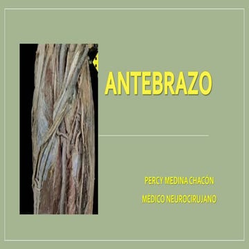 Anatomy and Innervation of Forearm Muscles and Neurovascular Structures ...