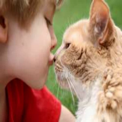 Compassion to animals | PPTX