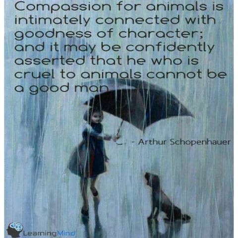 Compassion towards animals | PPTX
