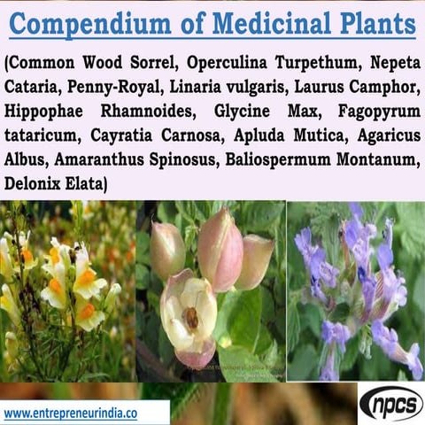 Medicinal plants and their importance | PPTX