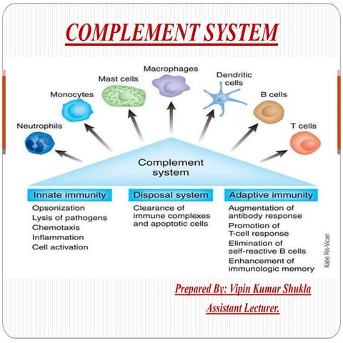 Complement system | PPT