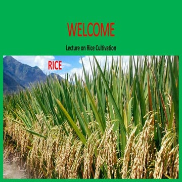 Complete Rice Cultivation.pptx