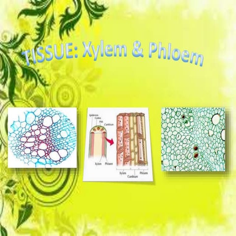 Dermal Tissue System (PLANT) – PPT Overview | PDF