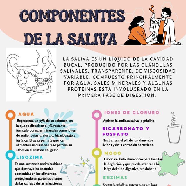 Componentes de la saliva en infografíass | PDF
