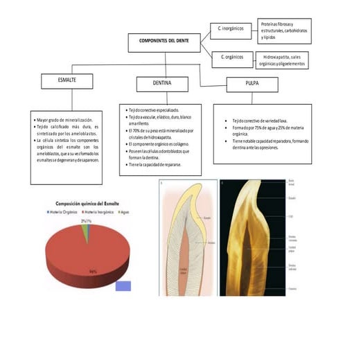 Componentes del diente - Odontología | DOCX