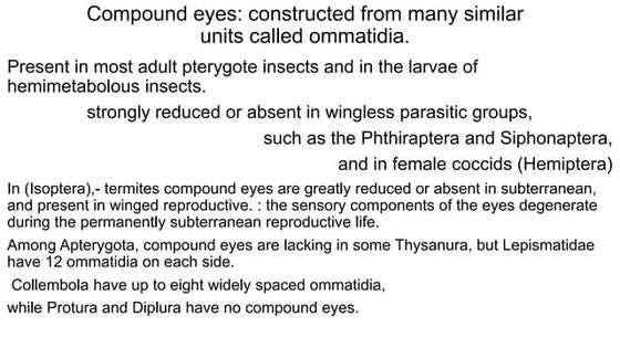 insect vision, entomology, insect eye facet | PPTX | Eye and Vision ...