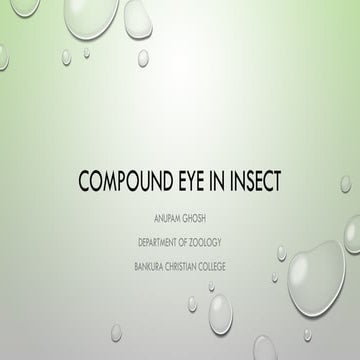 Vision in Insects (simple eye, compound eye).pptx