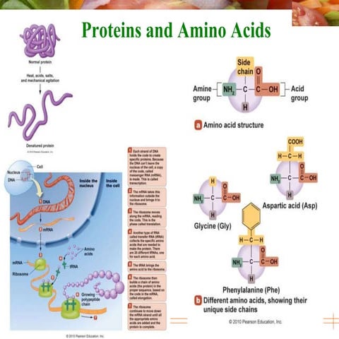 Proteins and Amino acids.pptx
