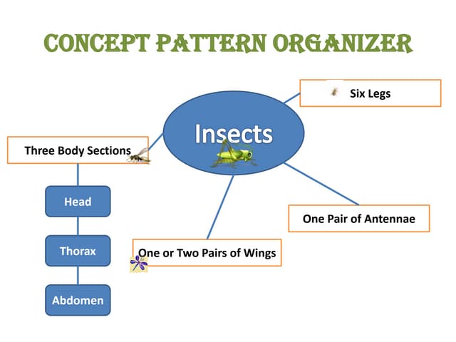 Graphic Organizer-Concept Pattern