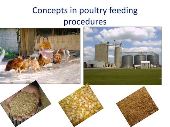 Poultry Feed formulation | PPT