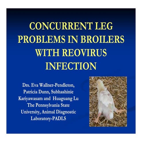 Concurrent leg problems in broilers | PDF