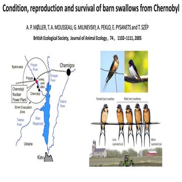 Condition, survivial and reproduction of barn swallows from chernobyl ...