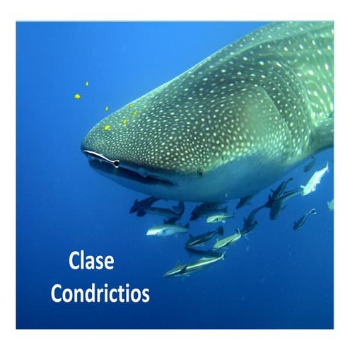 Condrictios virtual | PDF