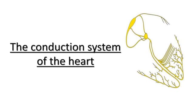 Cardiac conduction system | PPT