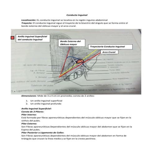 Anatomia de la Region inguinocrural.pptx