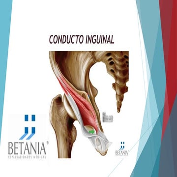 Límites Del Canal Inguinal