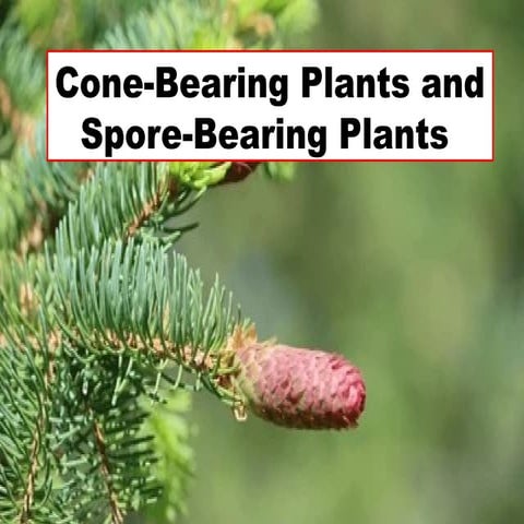 Cone-bearing-plants-and-spore-bearing-plants-6.pptx