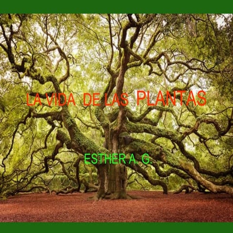 las plantas | PPT