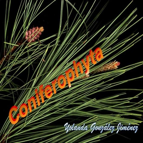 Coniferophyta | PPTX