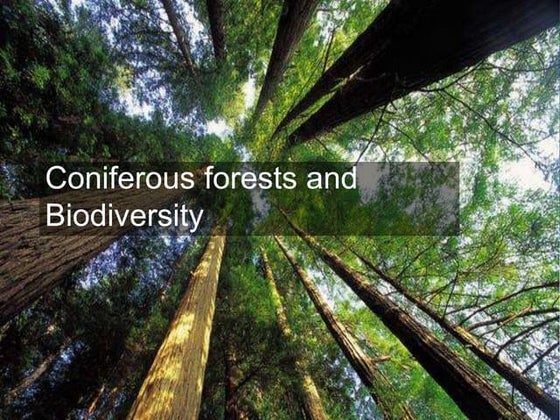 Coniferous Forest | ODP | Geography | Science