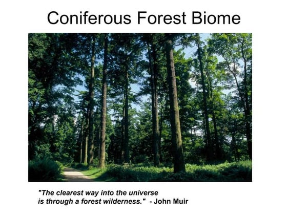Coniferous Forest | PPT