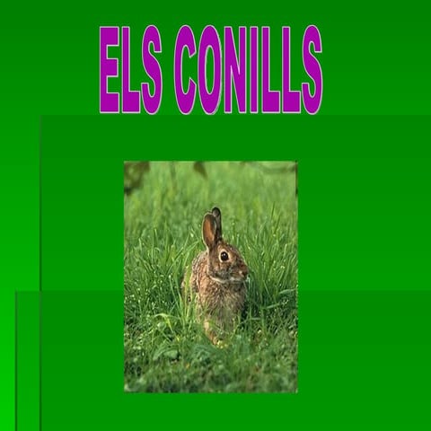Conill | PPT
