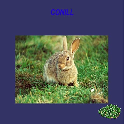 El conill (Paula) | ODP