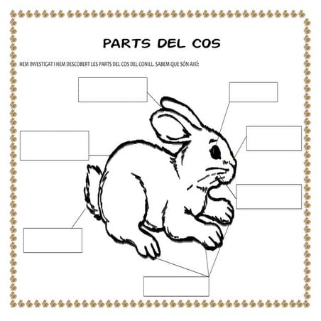 Conill.parts cos | PDF