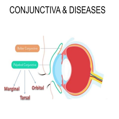 Conjunctiva | PPTX