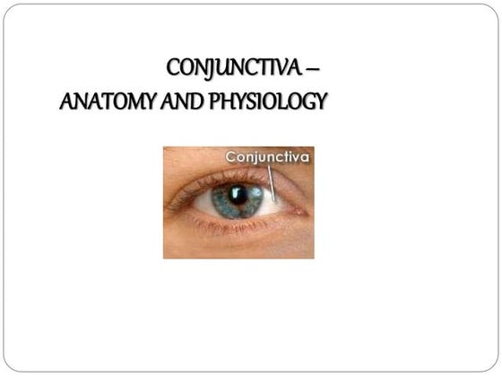 Conjunctiva | PPTX