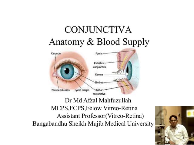 Anatomy of conjunctiva | PPTX