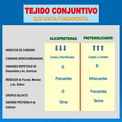 TEJIDO CONJUNTIVO UPH FRANKLIN ROOSEVELT | PPT