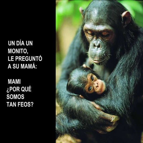 POR QUE SOMOS TAN FEOS | PPS